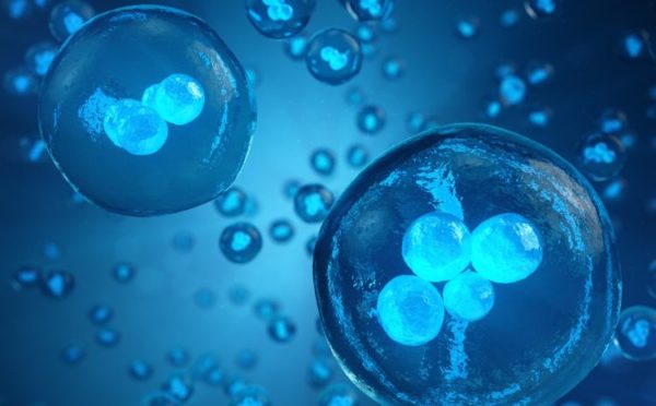 Qué son y qué hacen las Células Madre - BMI Ecuador